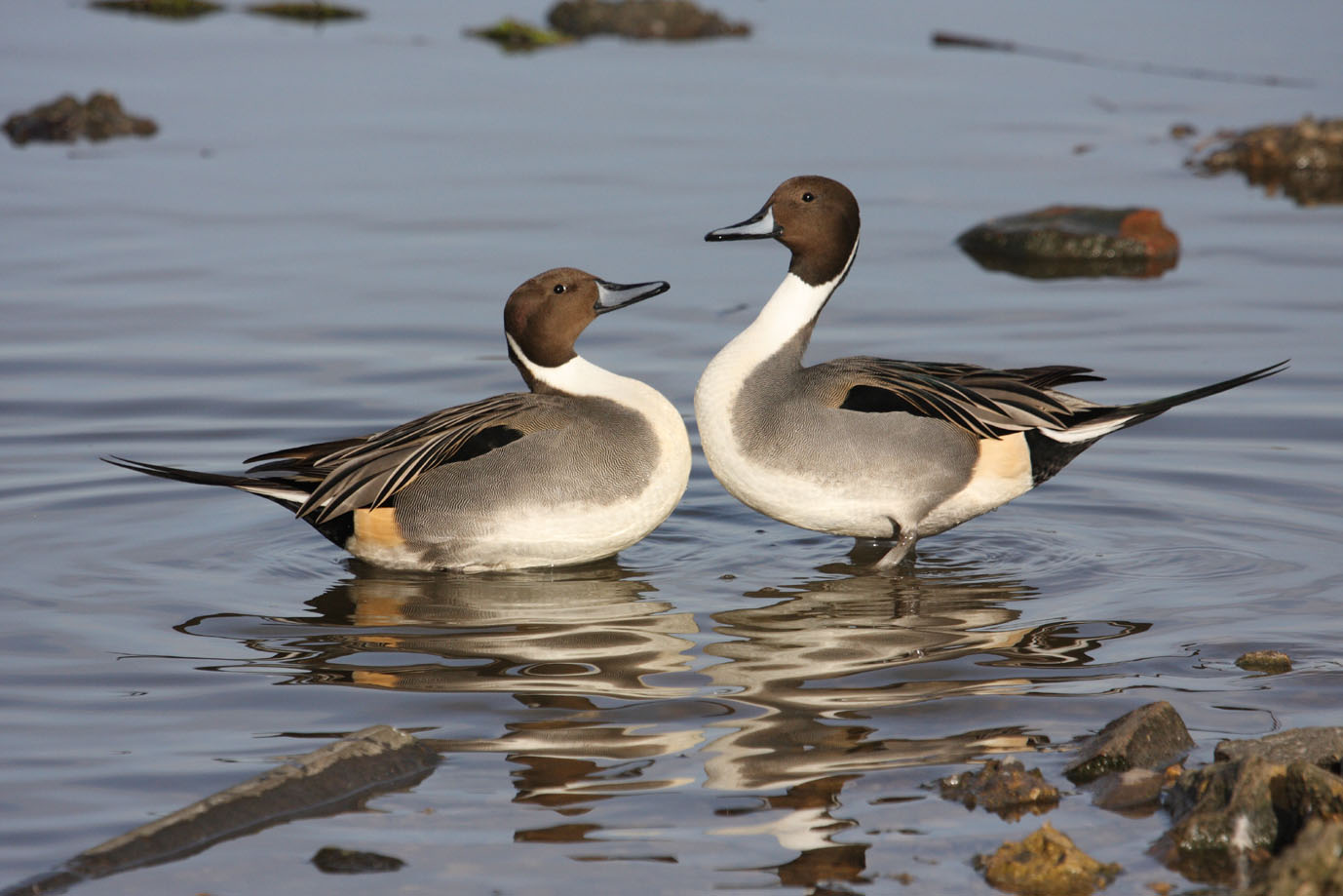 pilet - définition - C'est quoi